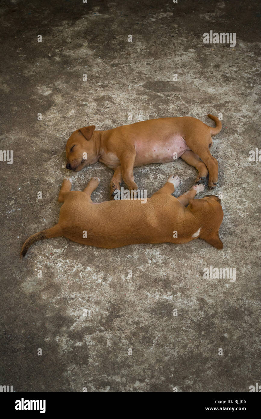A group of golden sibling street dog puppies sleeping on a harsh ...