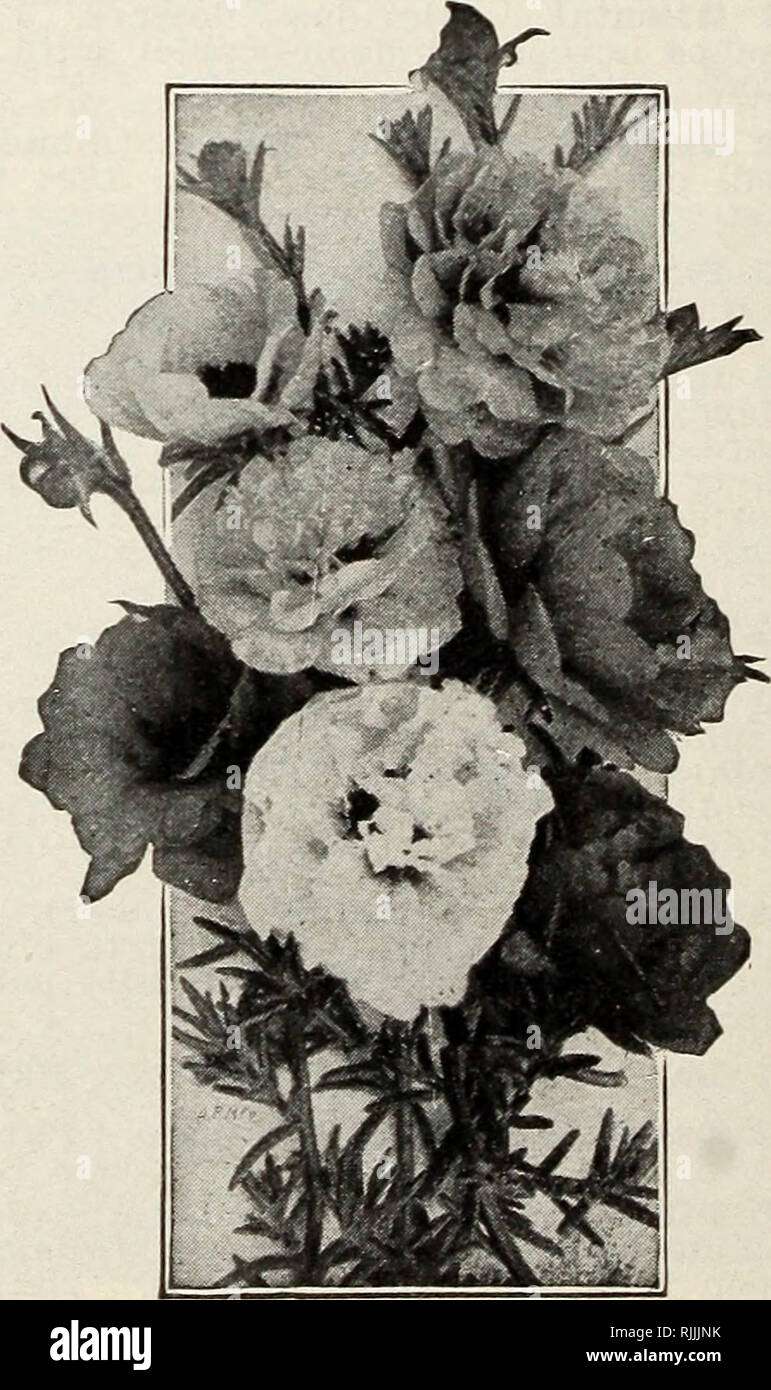 Uliginosu hi-res stock photography and images - Alamy