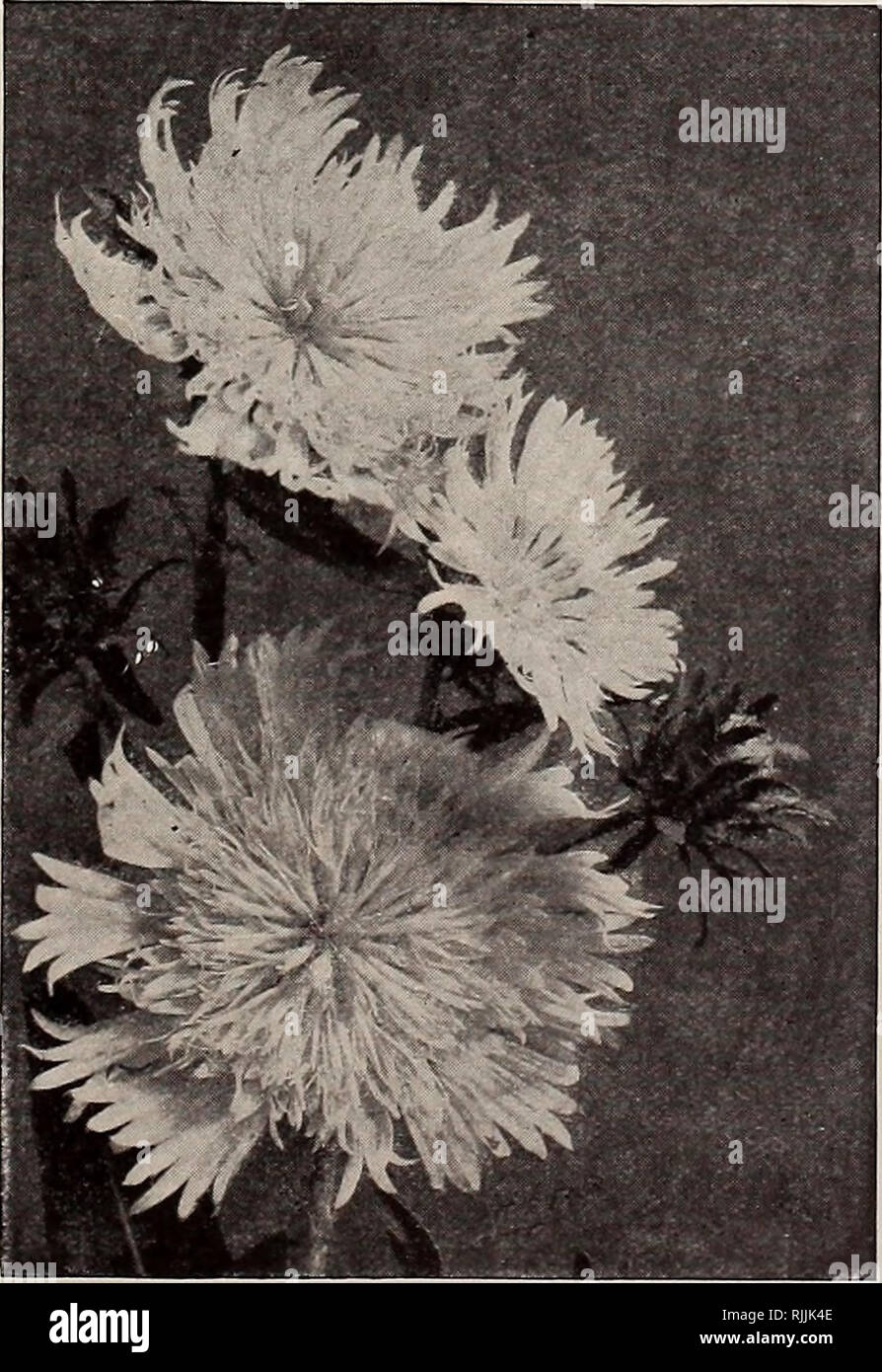 Stock flowers mathiola hi-res stock photography and images - Alamy