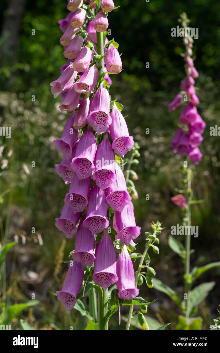 Purple foxglove (Digitalis purpurea), close up of the forest plant ...