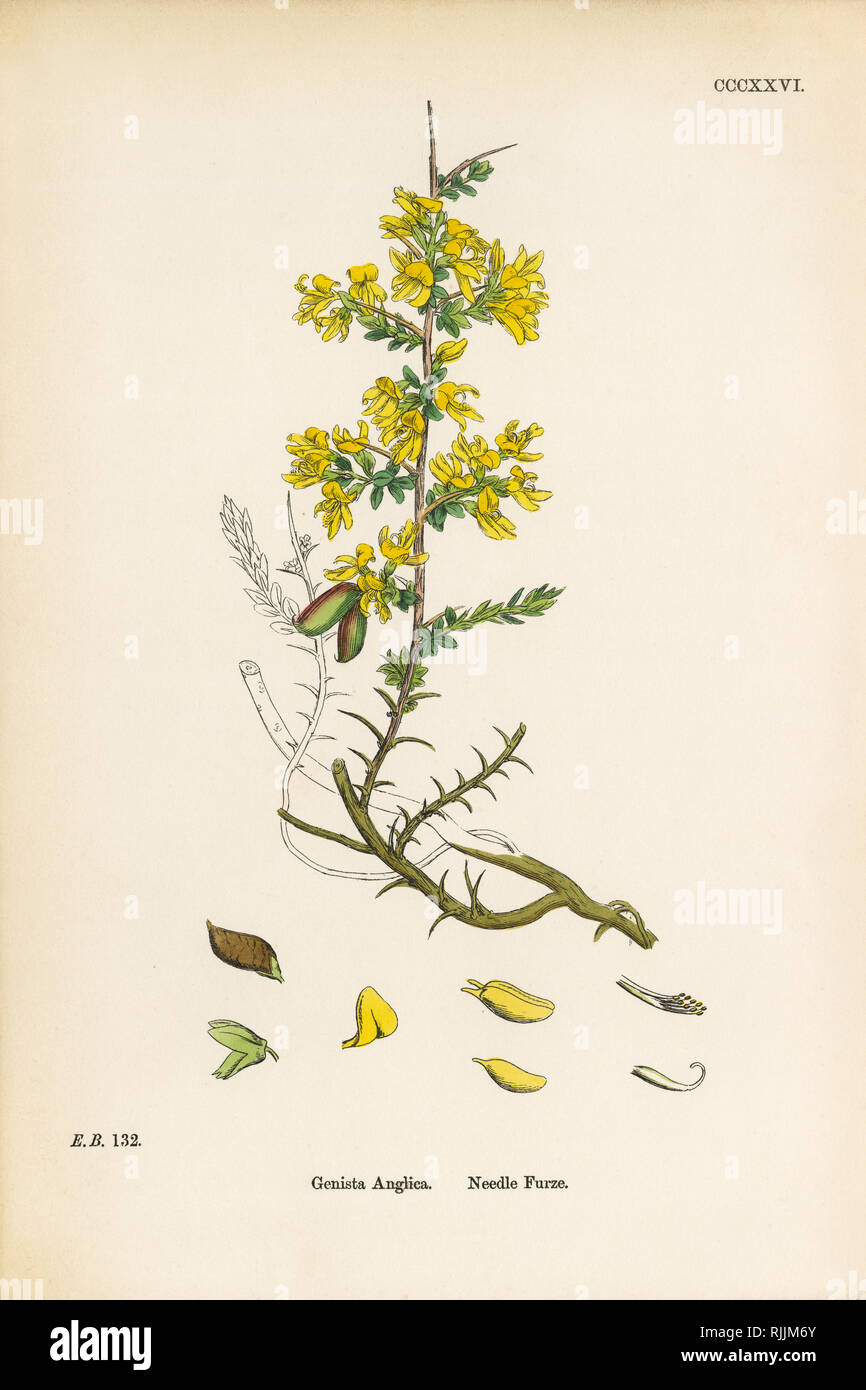Antique Hand-Colored English Victorian Botanical Illustration, Circa ...