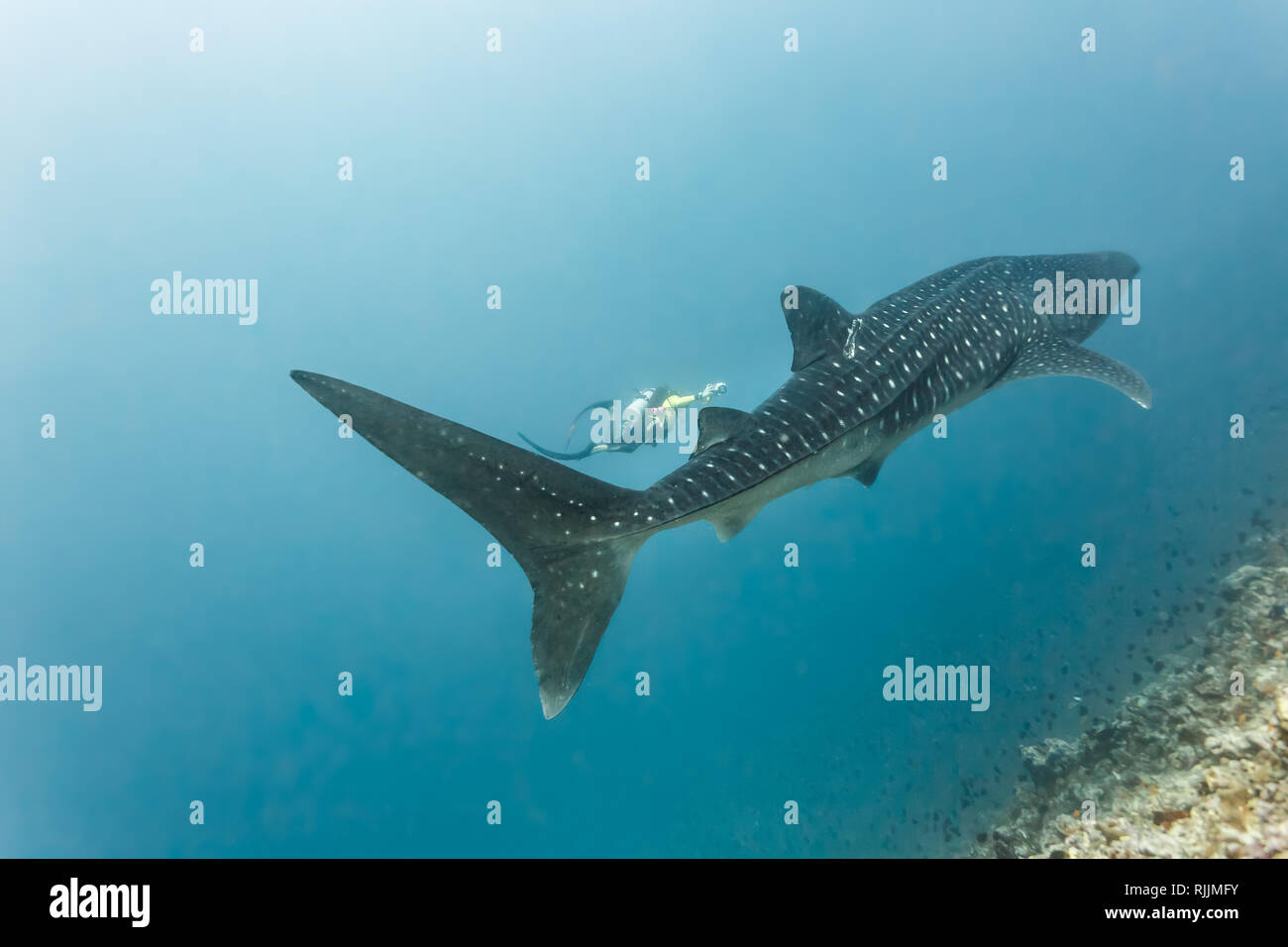 Close Up Shark High Resolution Stock Photography and Images - Alamy