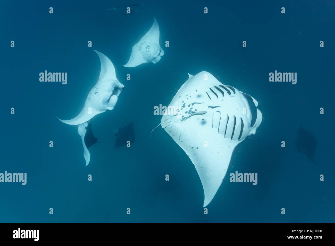 Bottom cleaning hi-res stock photography and images - Alamy