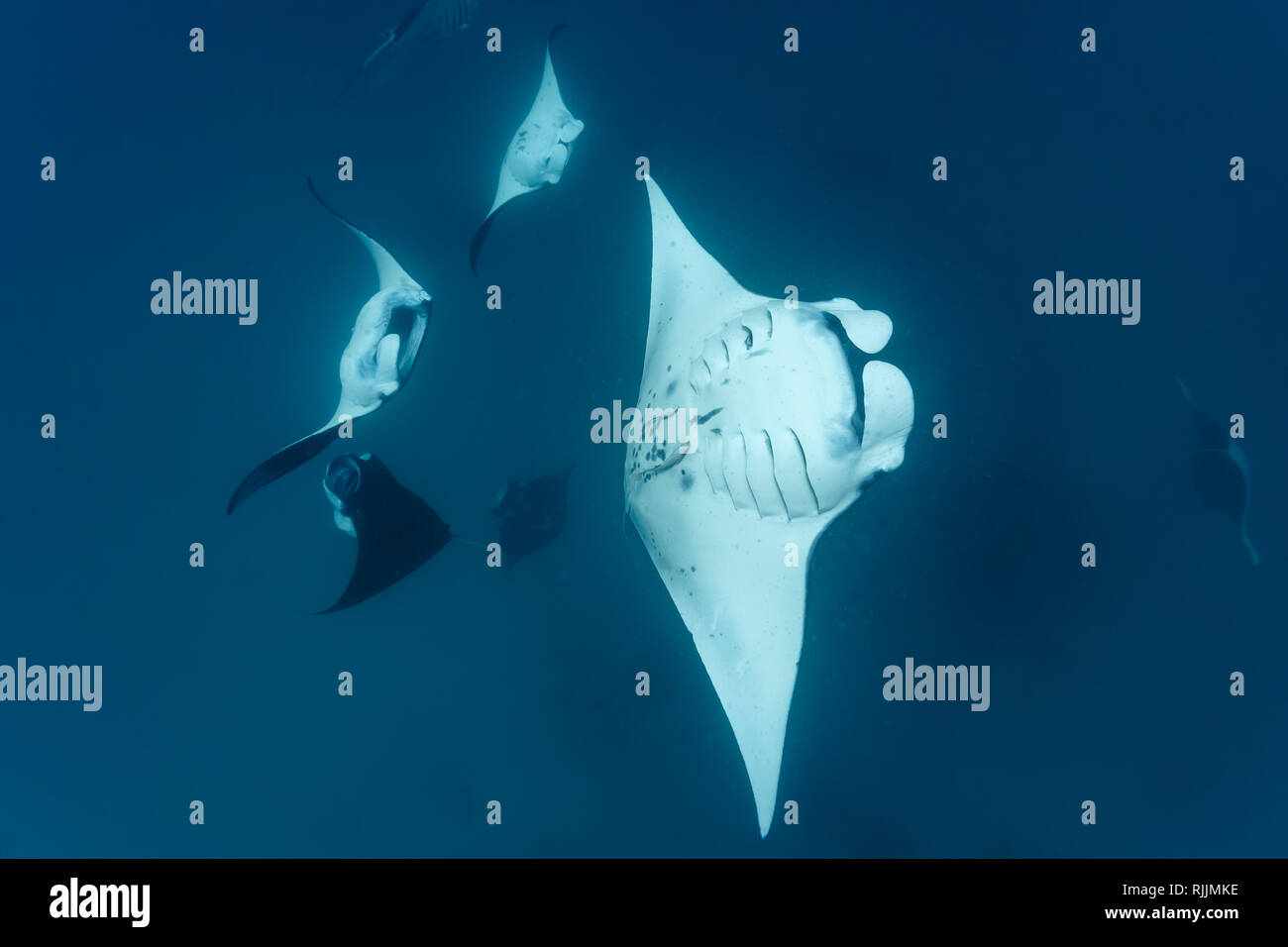 Group of manta rays, Mobula alfredi, perform barrel role feeding ...
