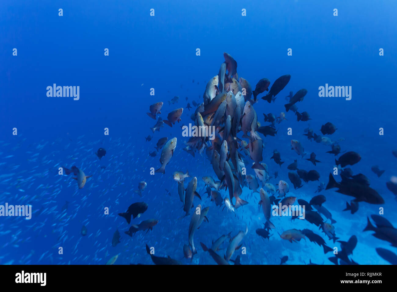 Red snapper fish swimming hi-res stock photography and images - Alamy