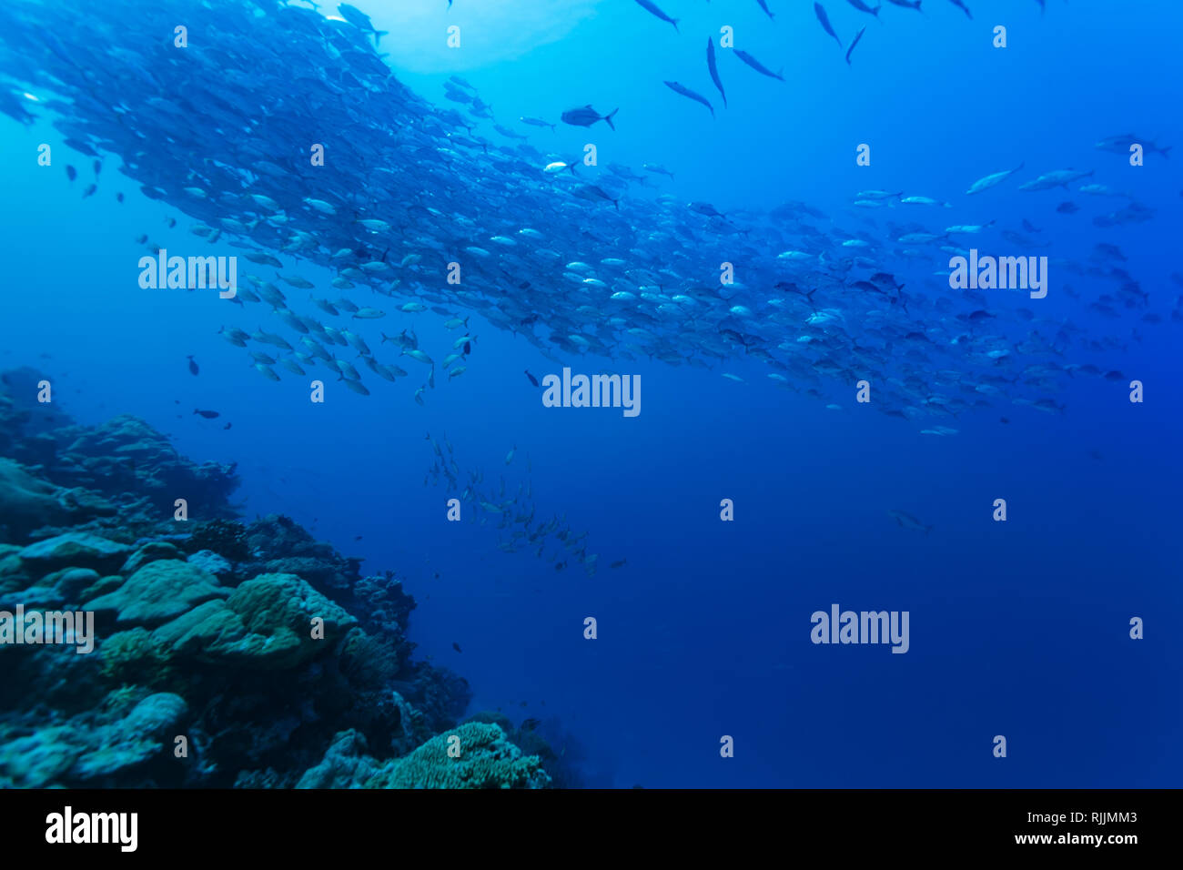 Red Snapper Fish Swimming High Resolution Stock Photography and Images ...