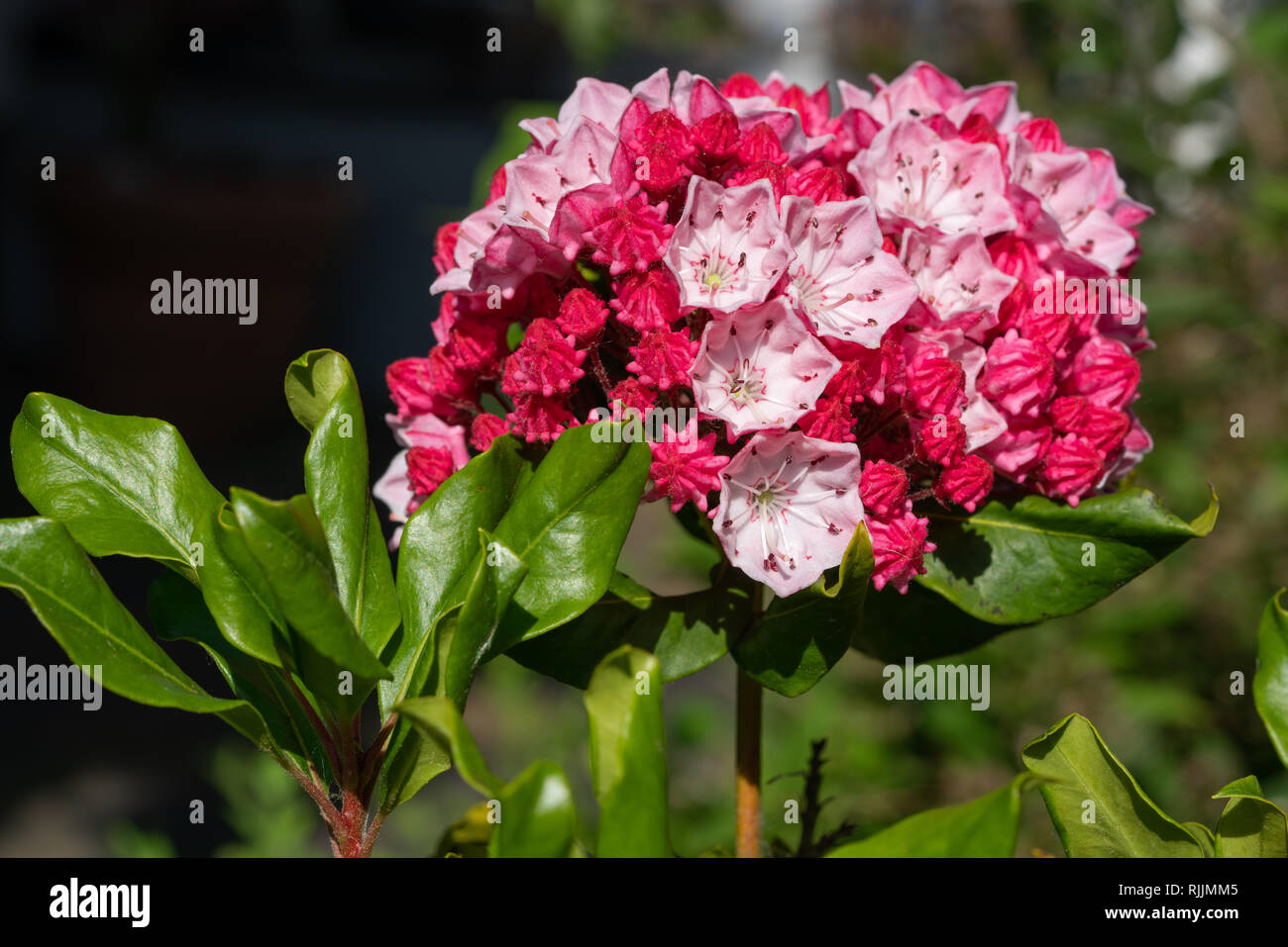 Mountain laurel (Kalmia latifolia), close up of the flower head Stock ...