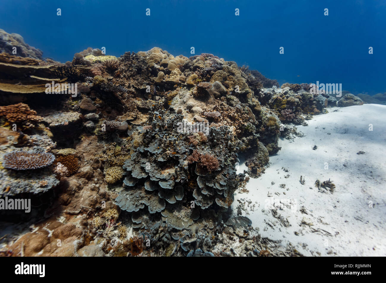 Closeup of several varieties of hard and soft coral together on reef ...