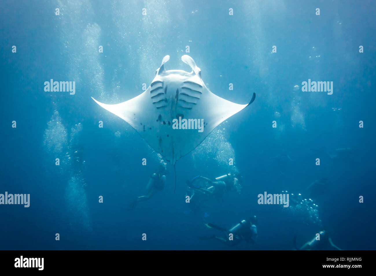 Giant manta rays feeding hi-res stock photography and images - Alamy