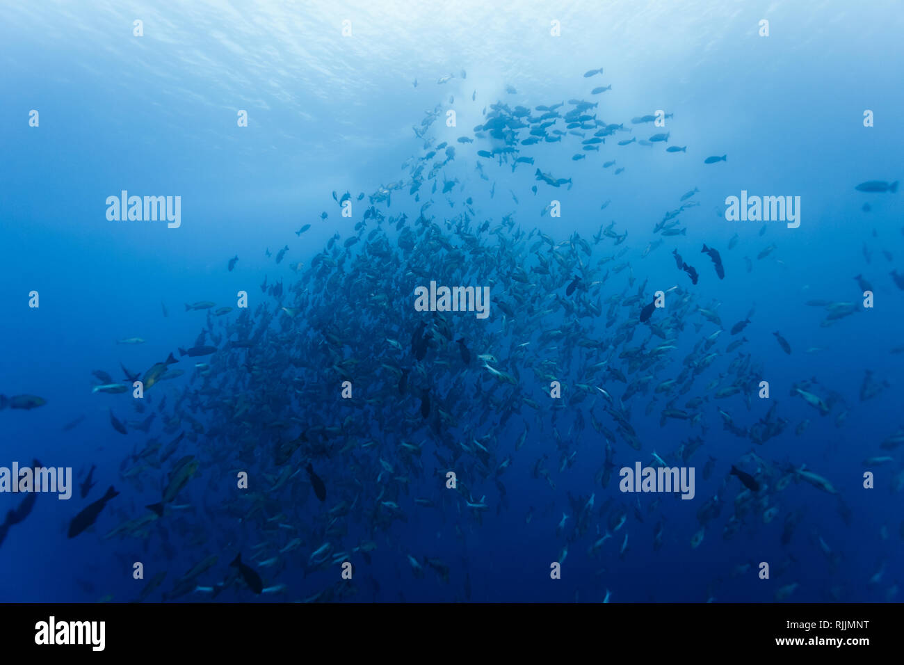 School of red snapper hi-res stock photography and images - Alamy