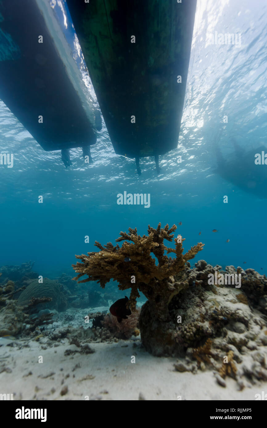 Underwater view of dive boats in shallow depth of coral reef Stock ...