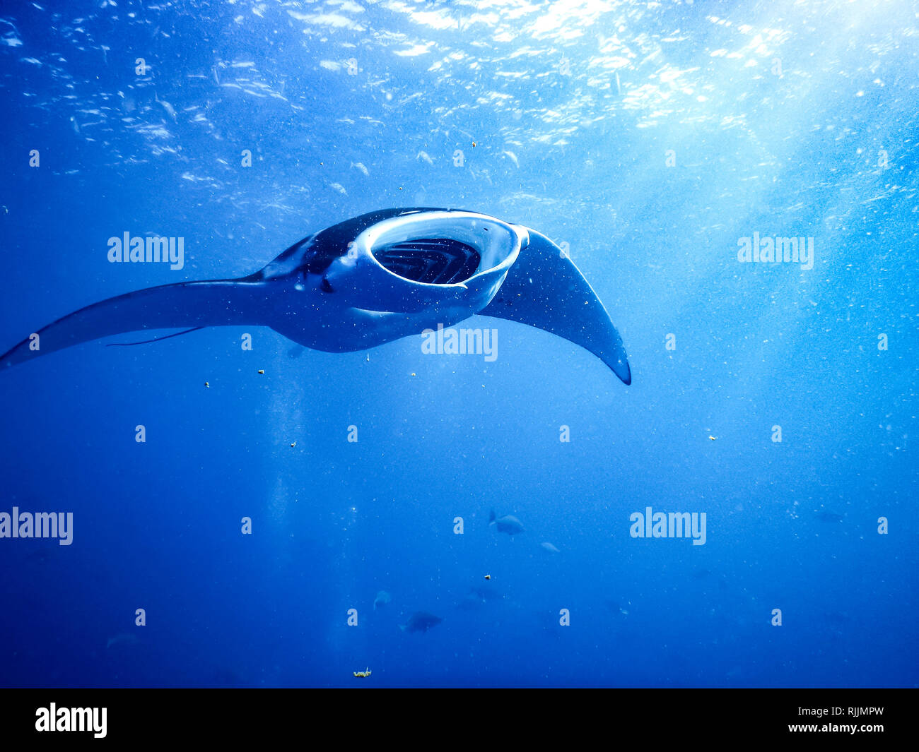 Giant manta rays, Mobula alfredi, swims through the blue waters and ...