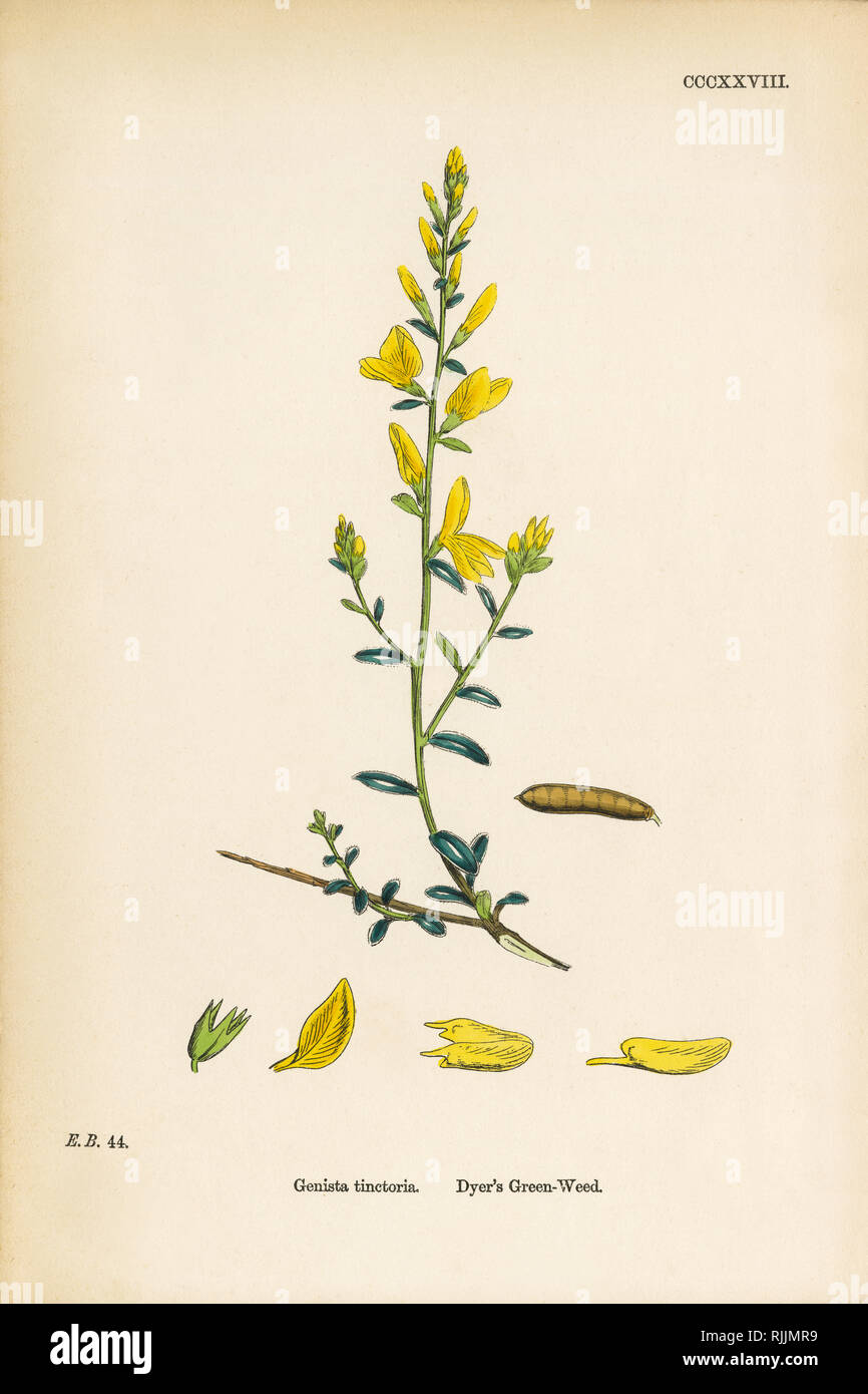 Antique Hand-Colored English Victorian Botanical Illustration, Circa ...