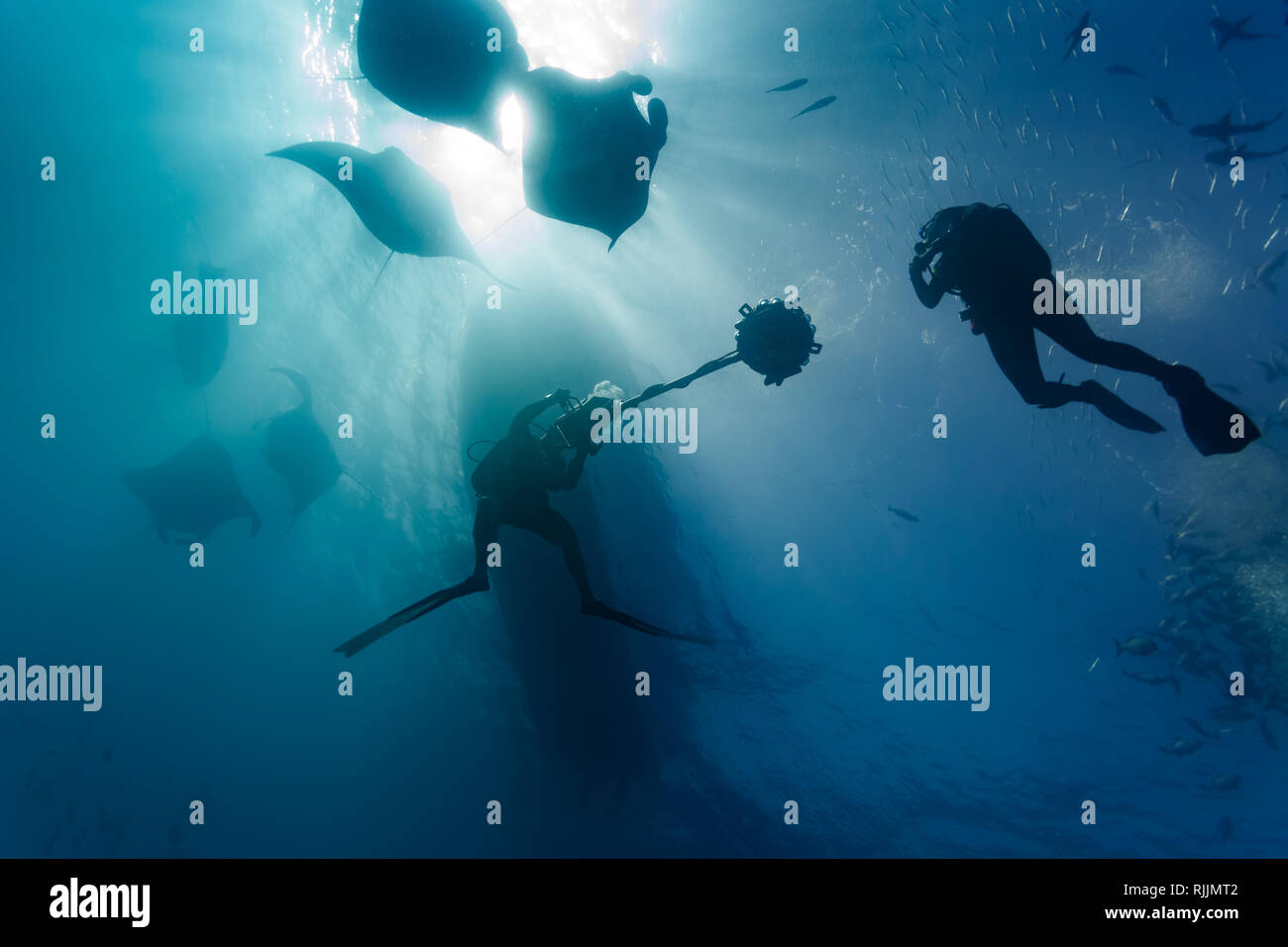 Giant manta rays hi-res stock photography and images - Alamy