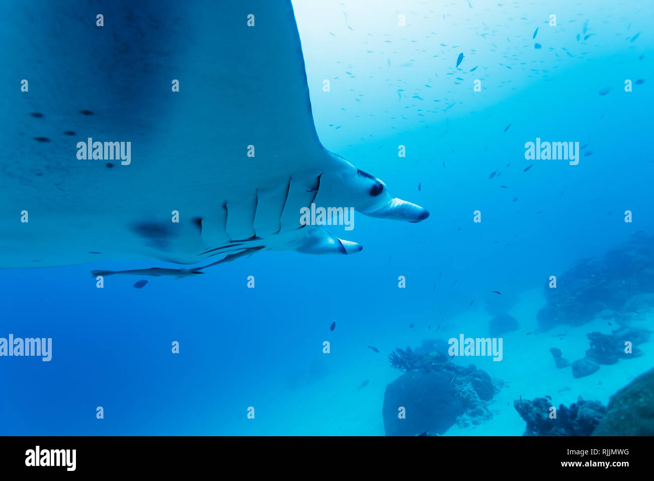 Giant manta ray eye hi-res stock photography and images - Alamy
