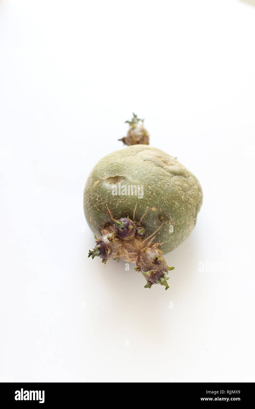 Sprouting potato hi-res stock photography and images - Alamy