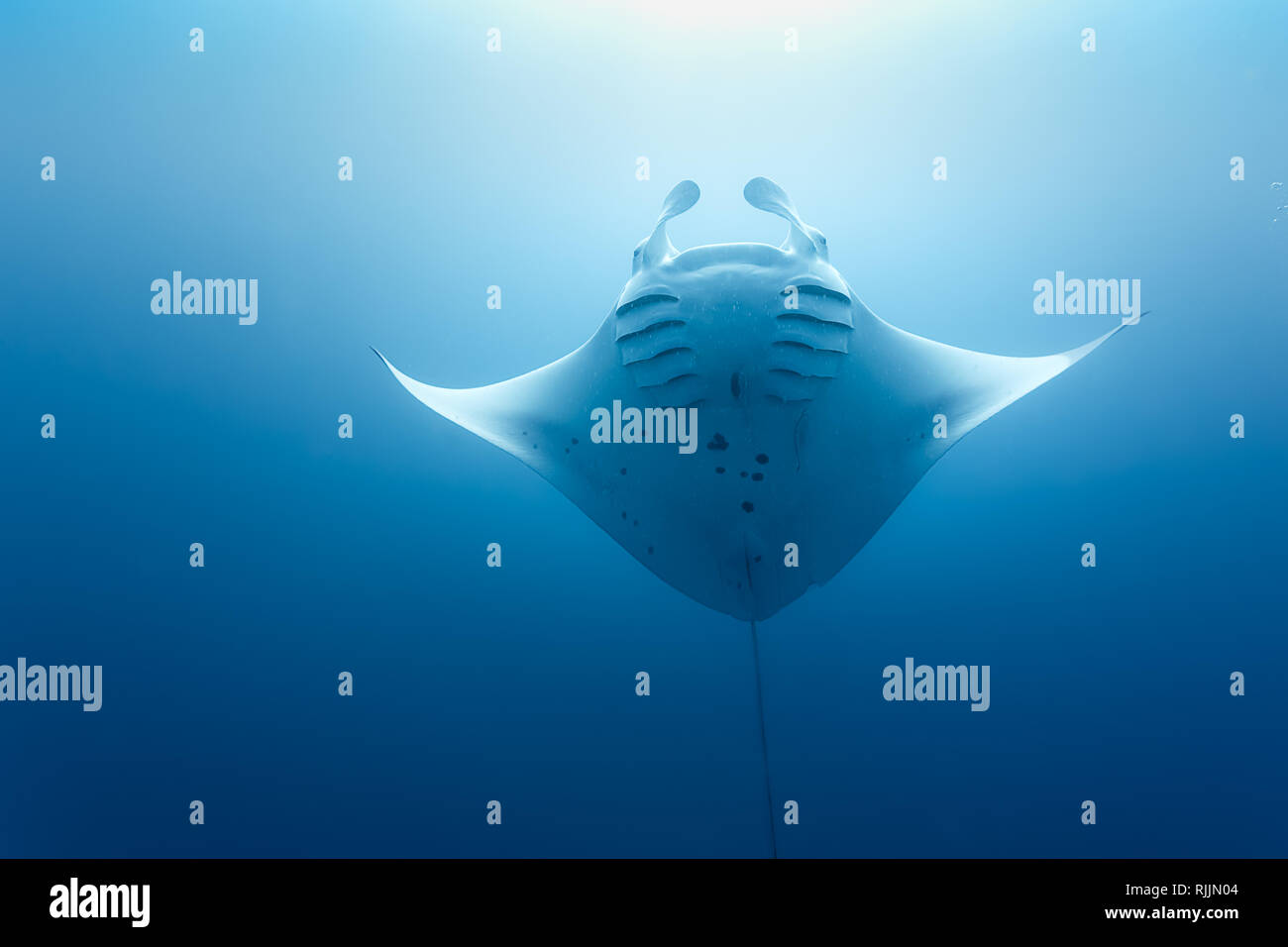 Manta ray belly hi-res stock photography and images - Alamy