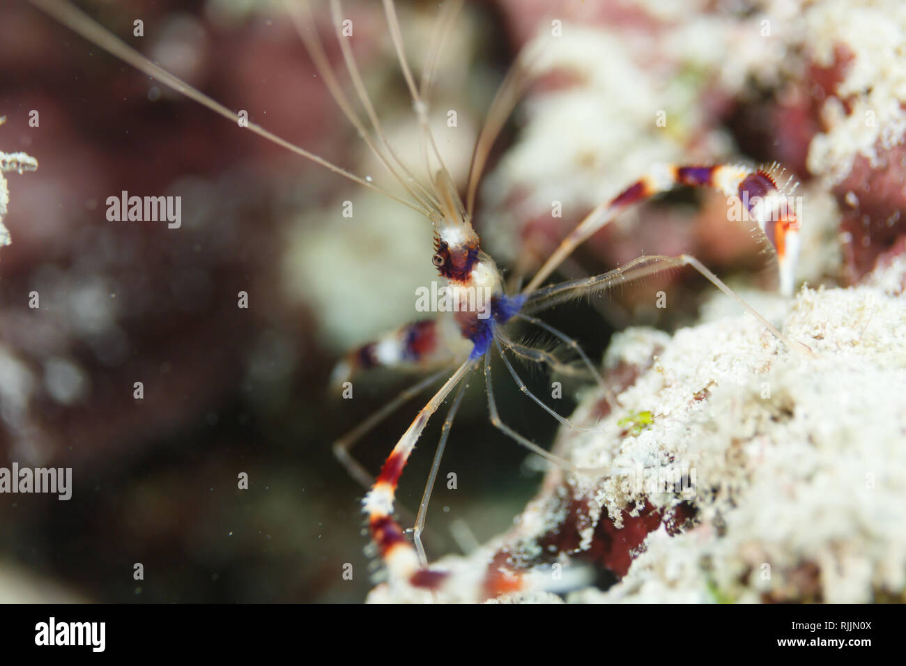Closeup of banded coral shrimp Stock Photo - Alamy