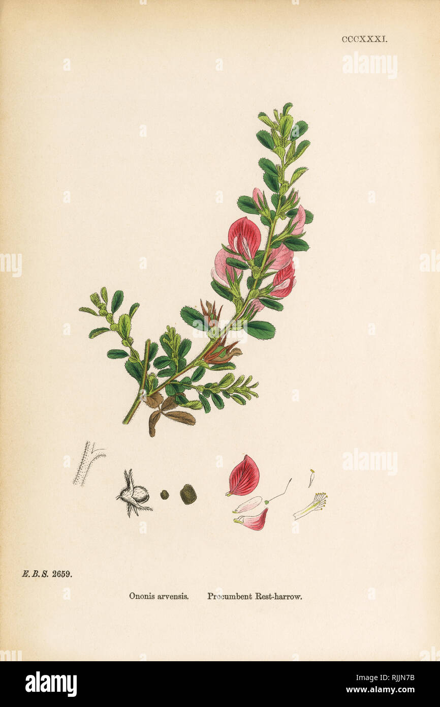 Antique Hand-Colored English Victorian Botanical Illustration, Circa ...