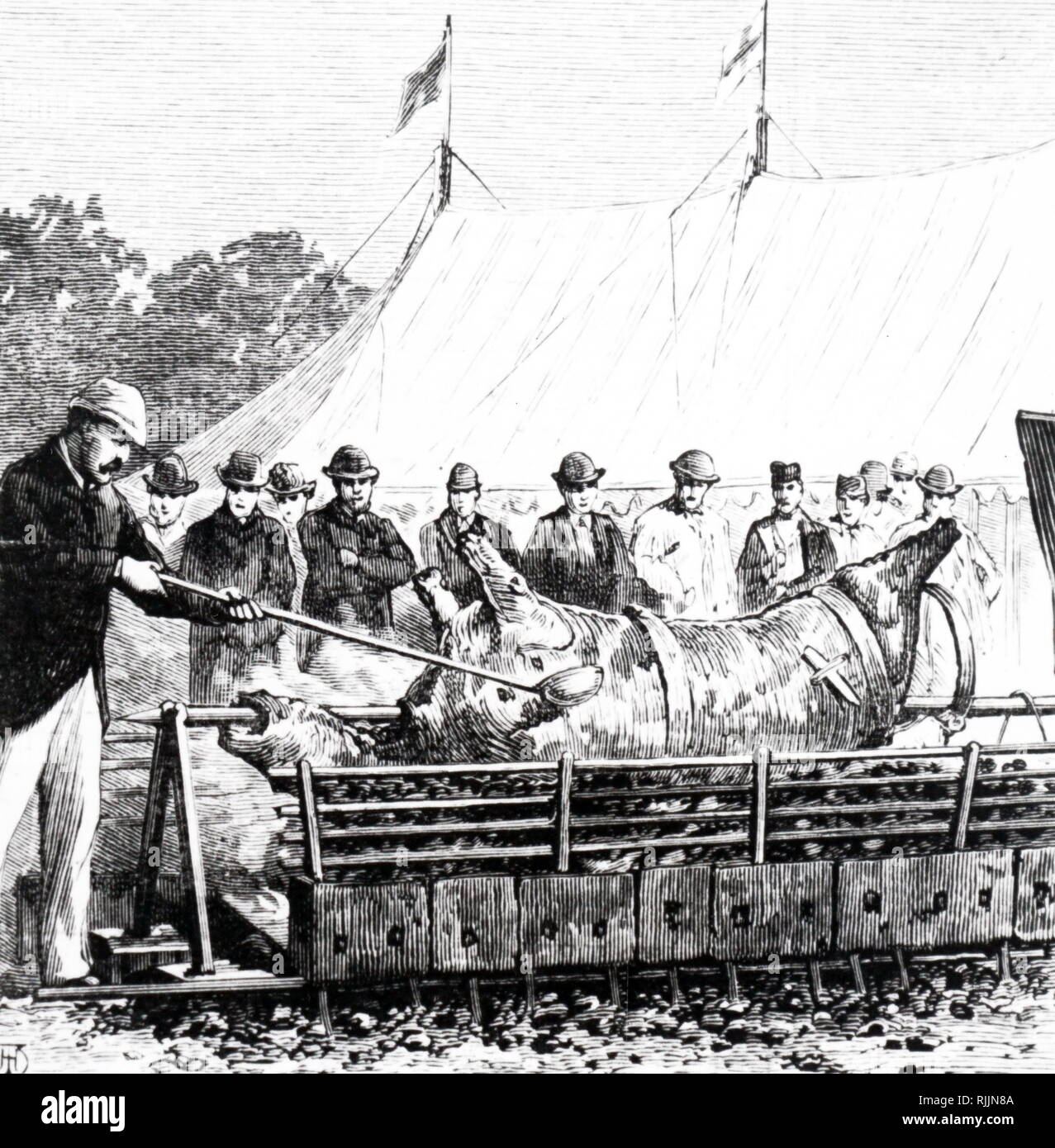 An engraving depicting the roasting of an ox at Driffield, Yorkshire ...