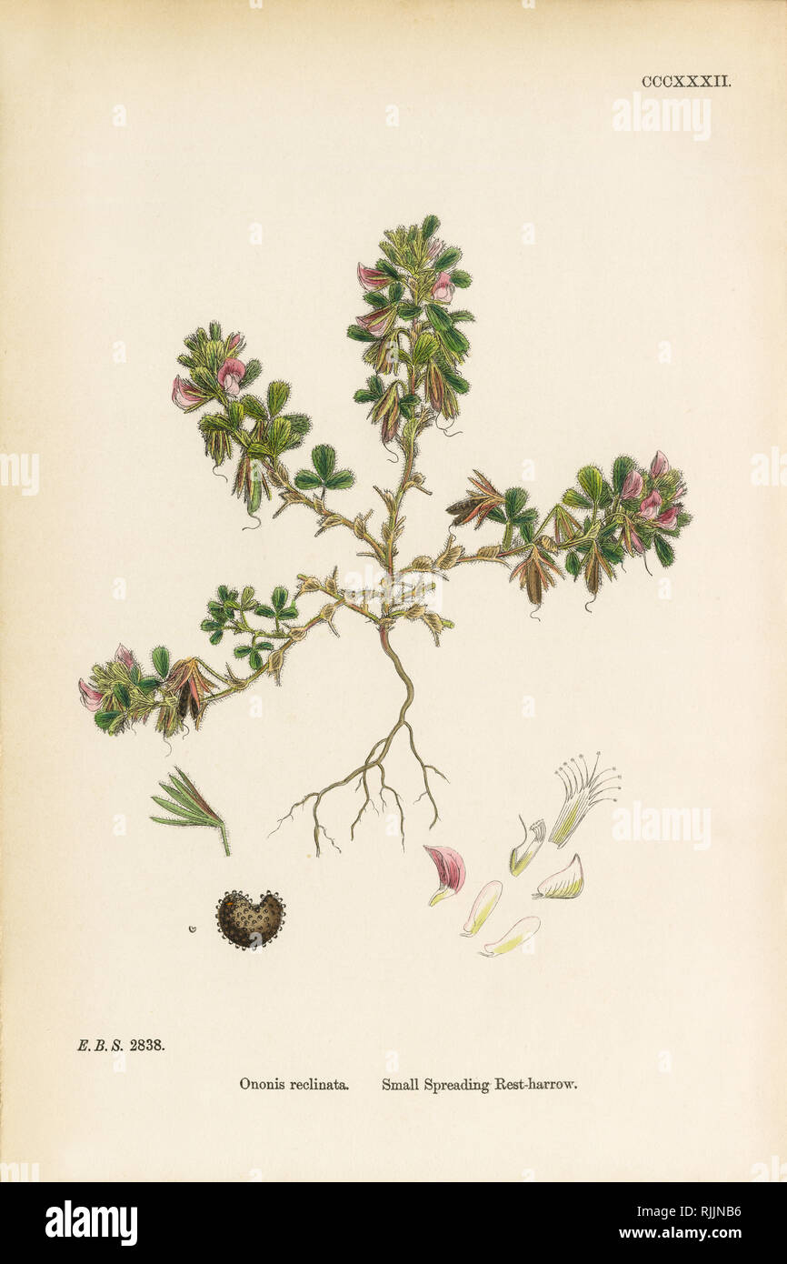 Antique Hand-Colored English Victorian Botanical Illustration, Circa ...