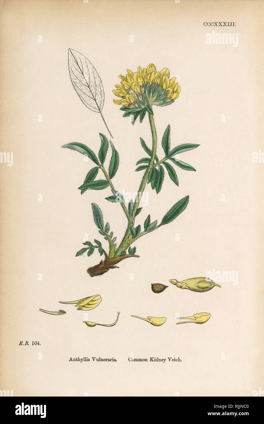 Antique Hand-Colored English Victorian Botanical Illustration, Circa ...