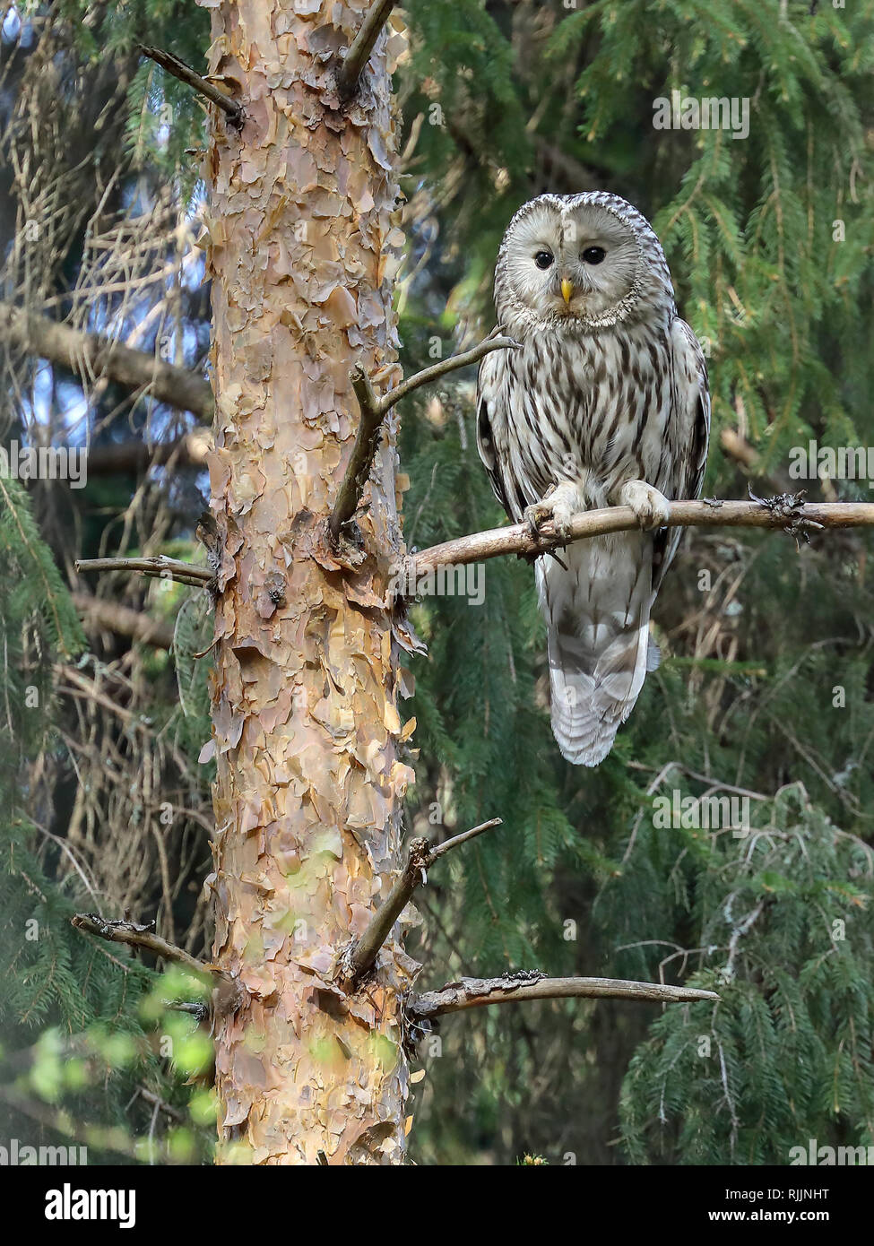 Ural summer hi-res stock photography and images - Alamy