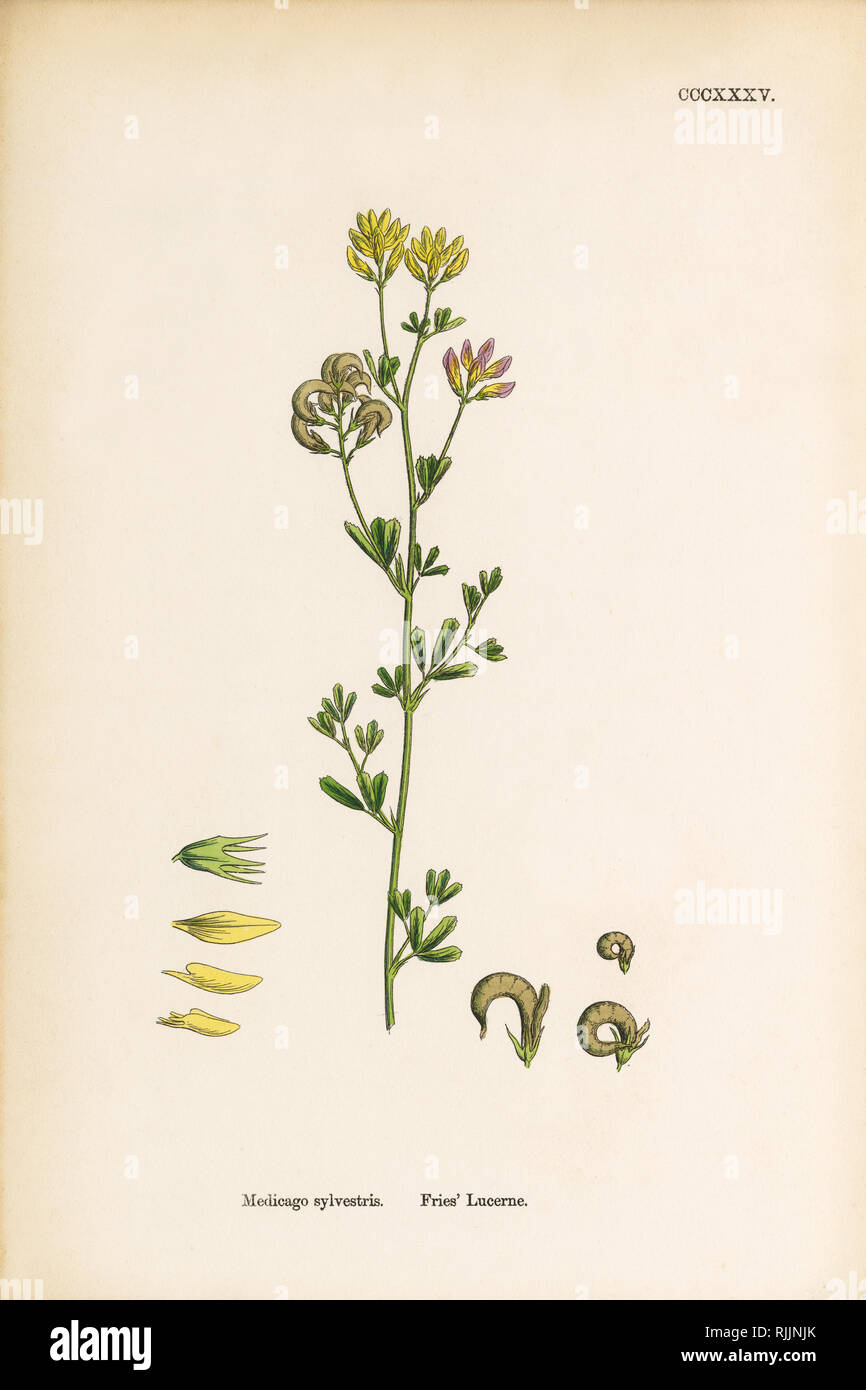 Antique Hand-Colored English Victorian Botanical Illustration, Circa ...