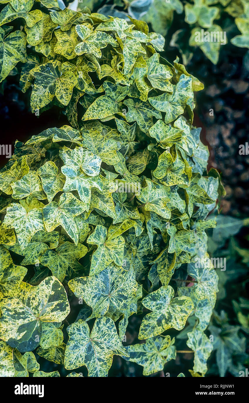 Hedera helix pedata variegata hi-res stock photography and images - Alamy