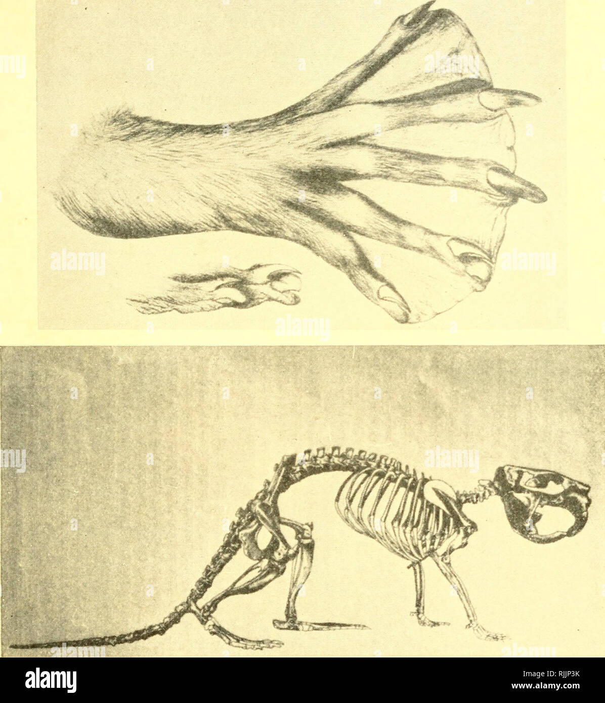 . The beaver : its work and its ways. Beavers; Mammals. Upper: Fig. 5 ...