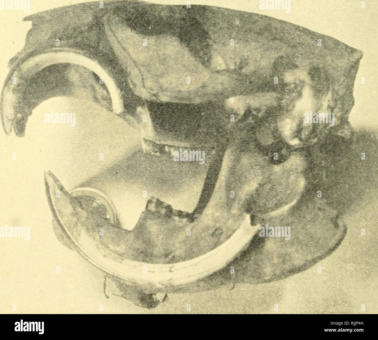 . The beaver : its work and its ways. Beavers; Mammals. Upper: Fig. 3 ...