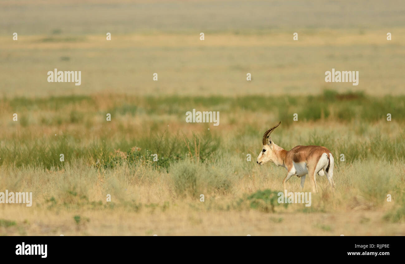 Male goitered gazelle (Gazella subgutturosa) in Vashlovani National ...
