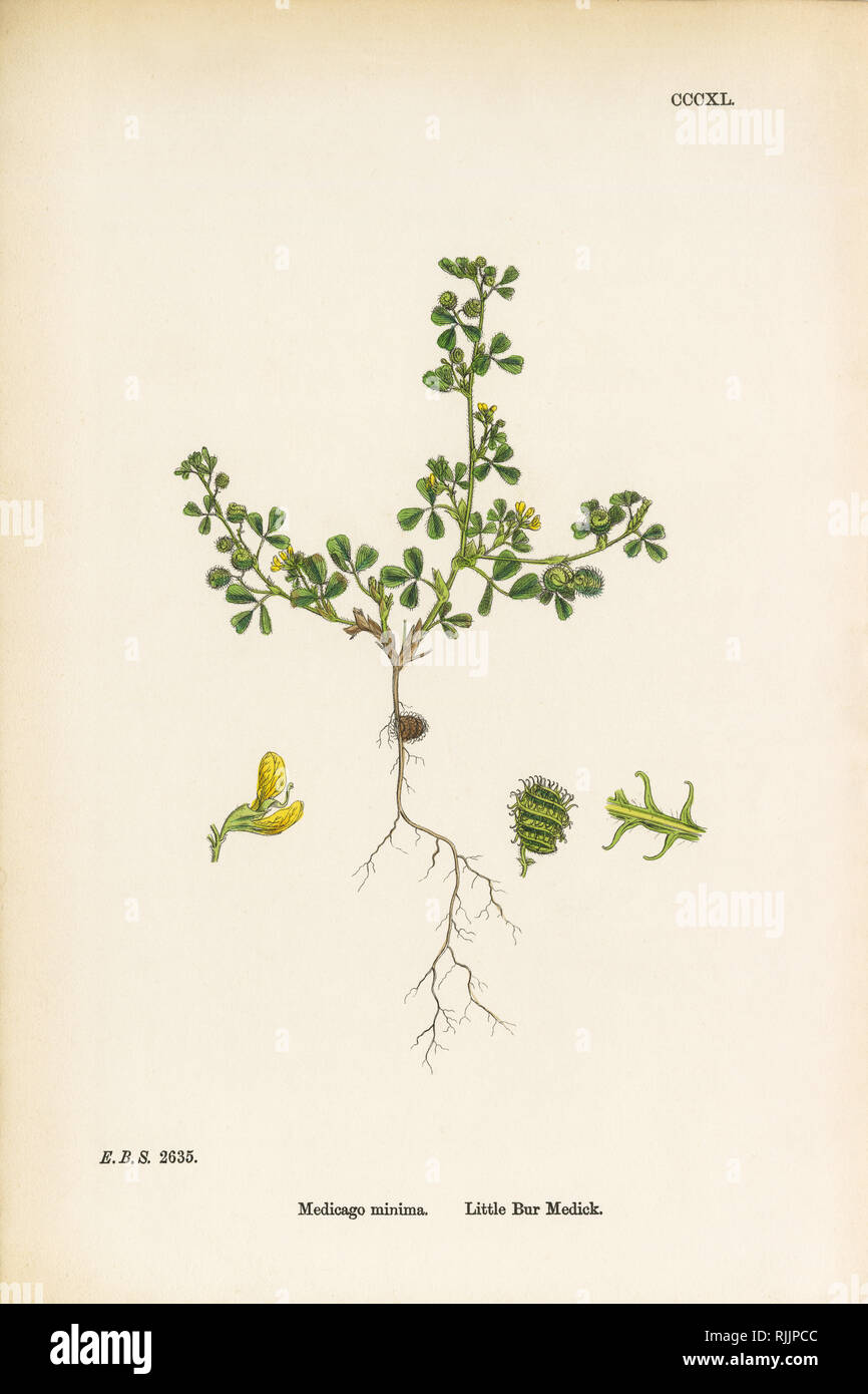 Antique Hand-Colored English Victorian Botanical Illustration, Circa ...