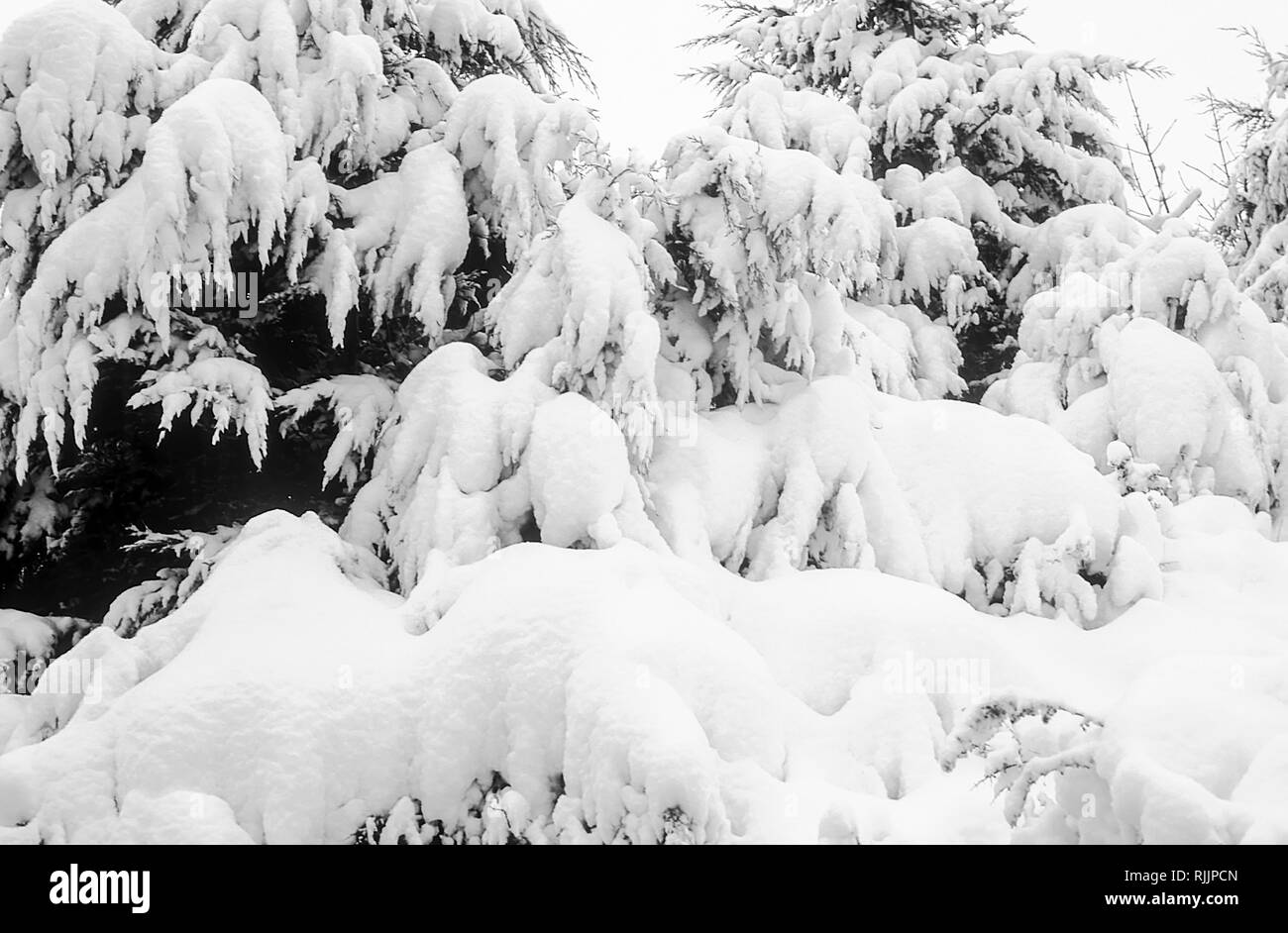 Snow covering trees and shrubs after winter snowfall Stock Photo - Alamy