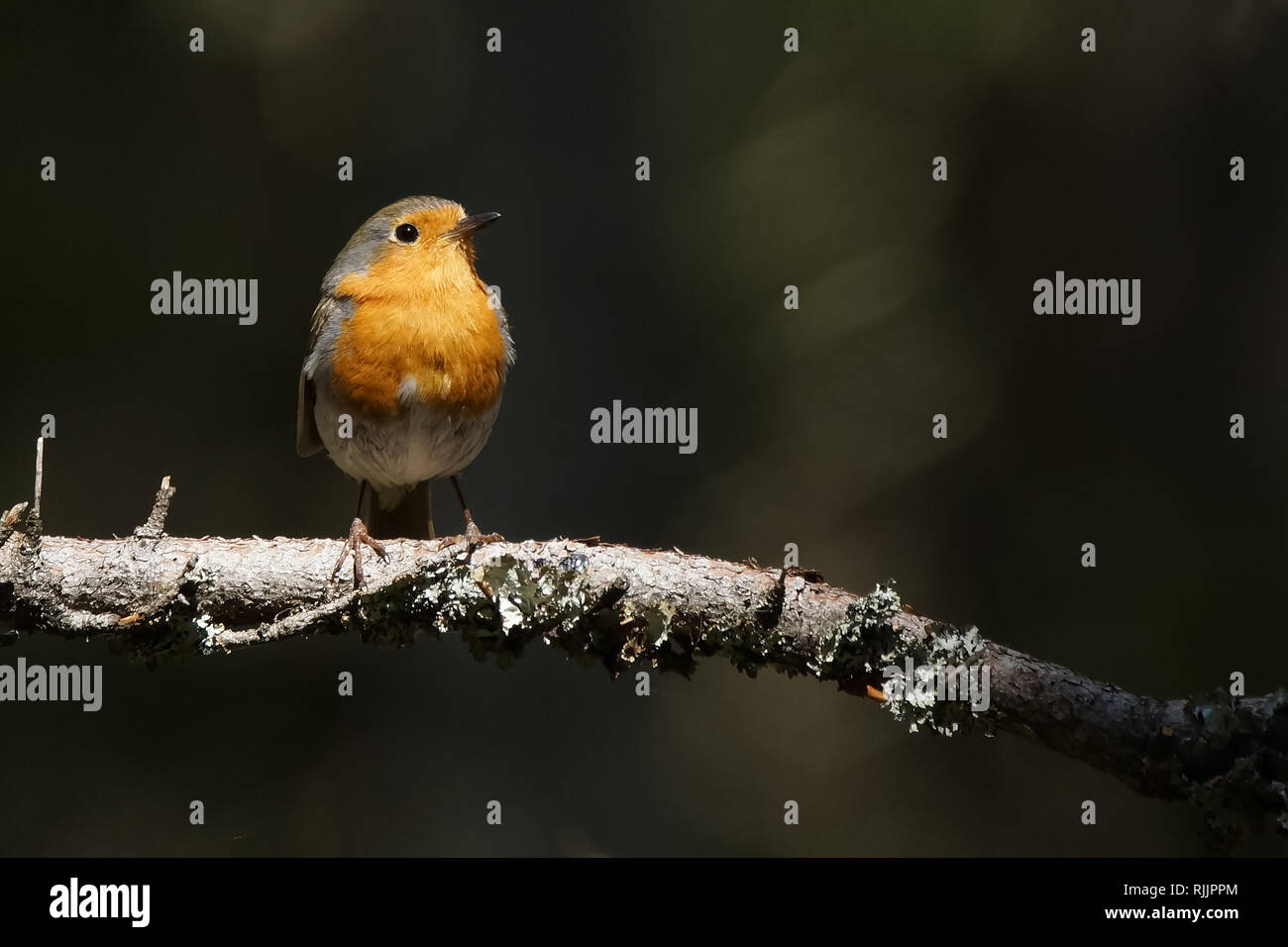 Distant bird hi-res stock photography and images - Alamy
