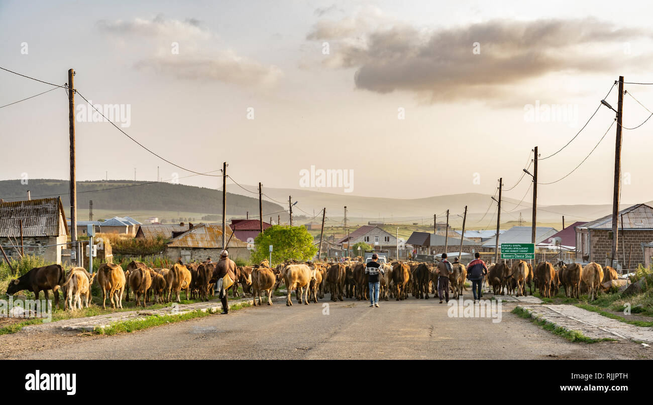 Men herding cows through a village in Georgia Stock Photo - Alamy