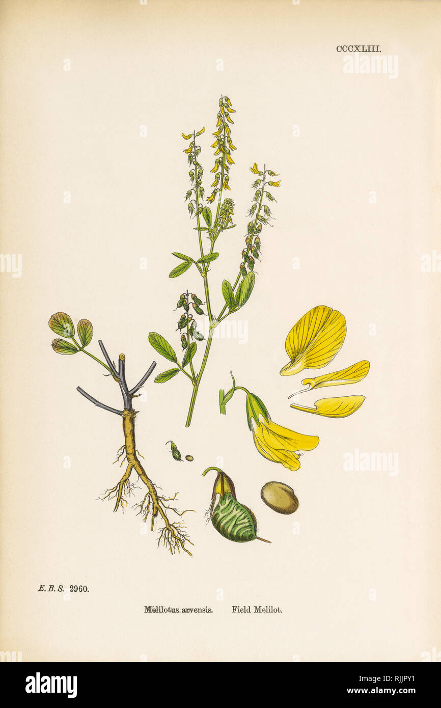 Antique Hand-Colored English Victorian Botanical Illustration, Circa ...