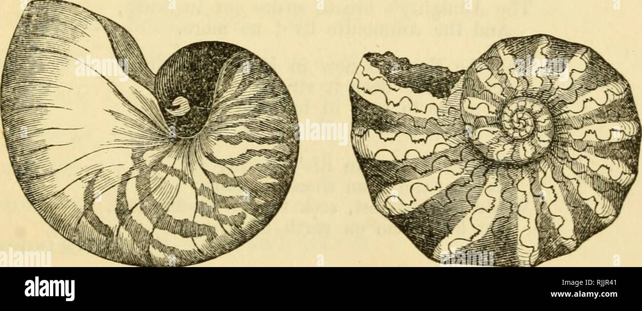 Shells With Names High Resolution Stock Photography and Images - Alamy