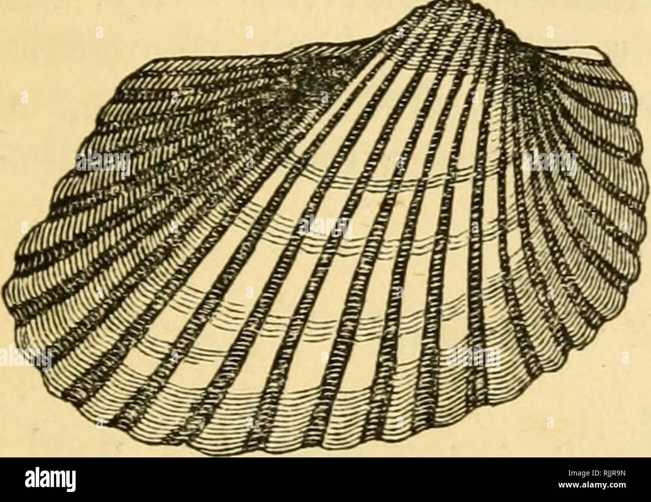 Shells With Names Stock Photos & Shells With Names Stock Images - Alamy