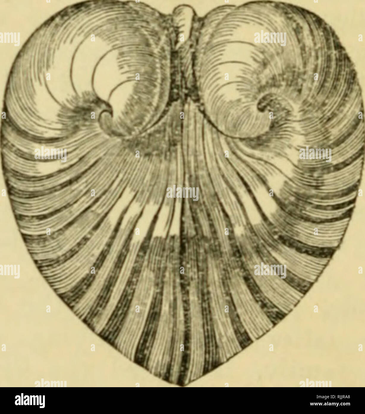 Cockle conchology hi-res stock photography and images - Alamy