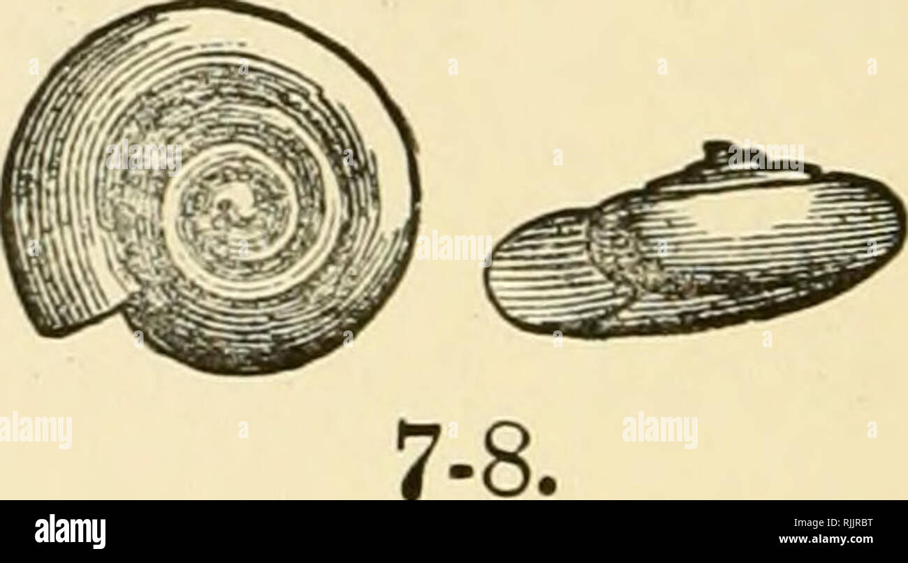 . Beautiful shells; their nature, structure, and uses familiarly ...