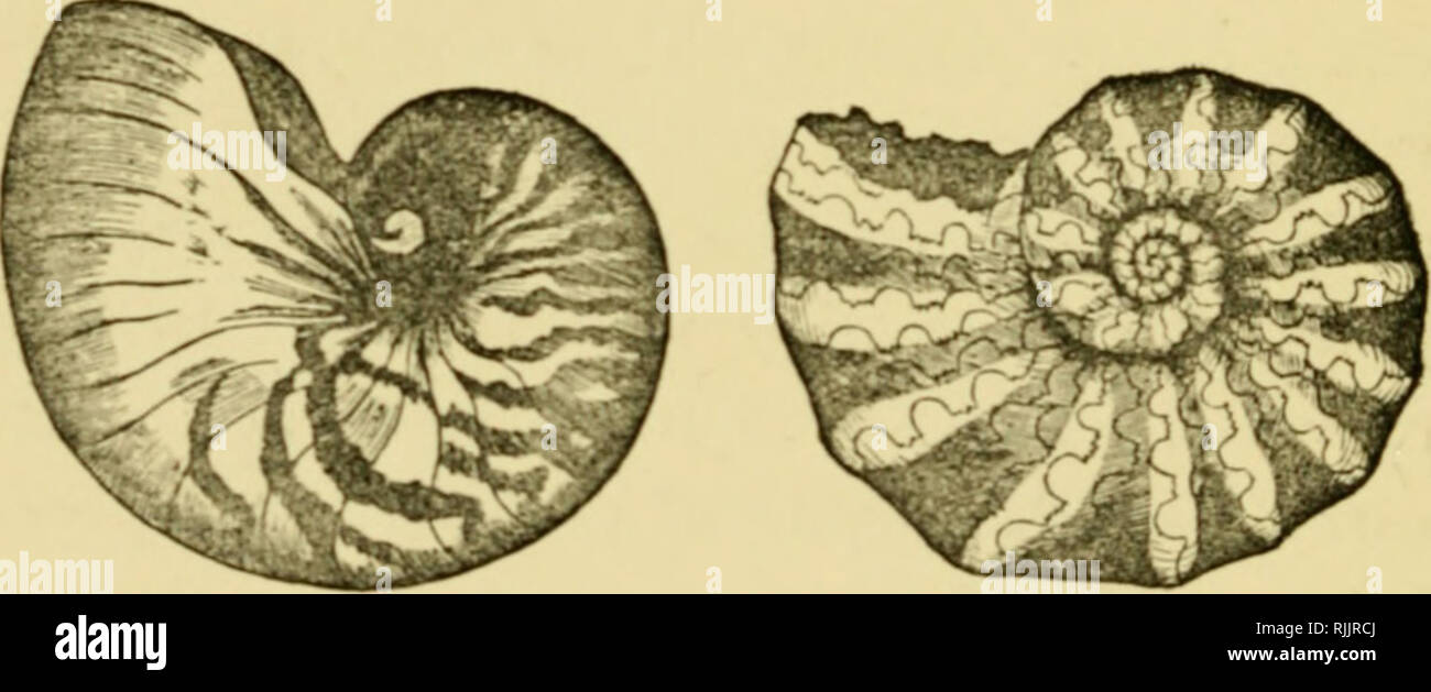 . Beautiful shells : their nature, structure, and uses familiarly ...