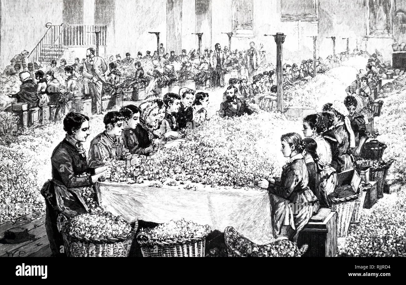 An engraving depicting workers sorting roses for making perfume. Dated ...