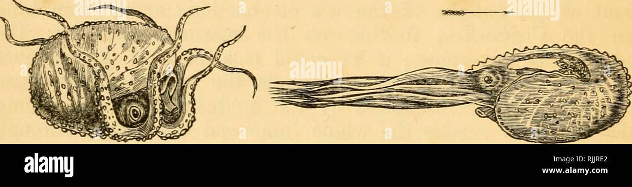 Argonaut species hi-res stock photography and images - Alamy