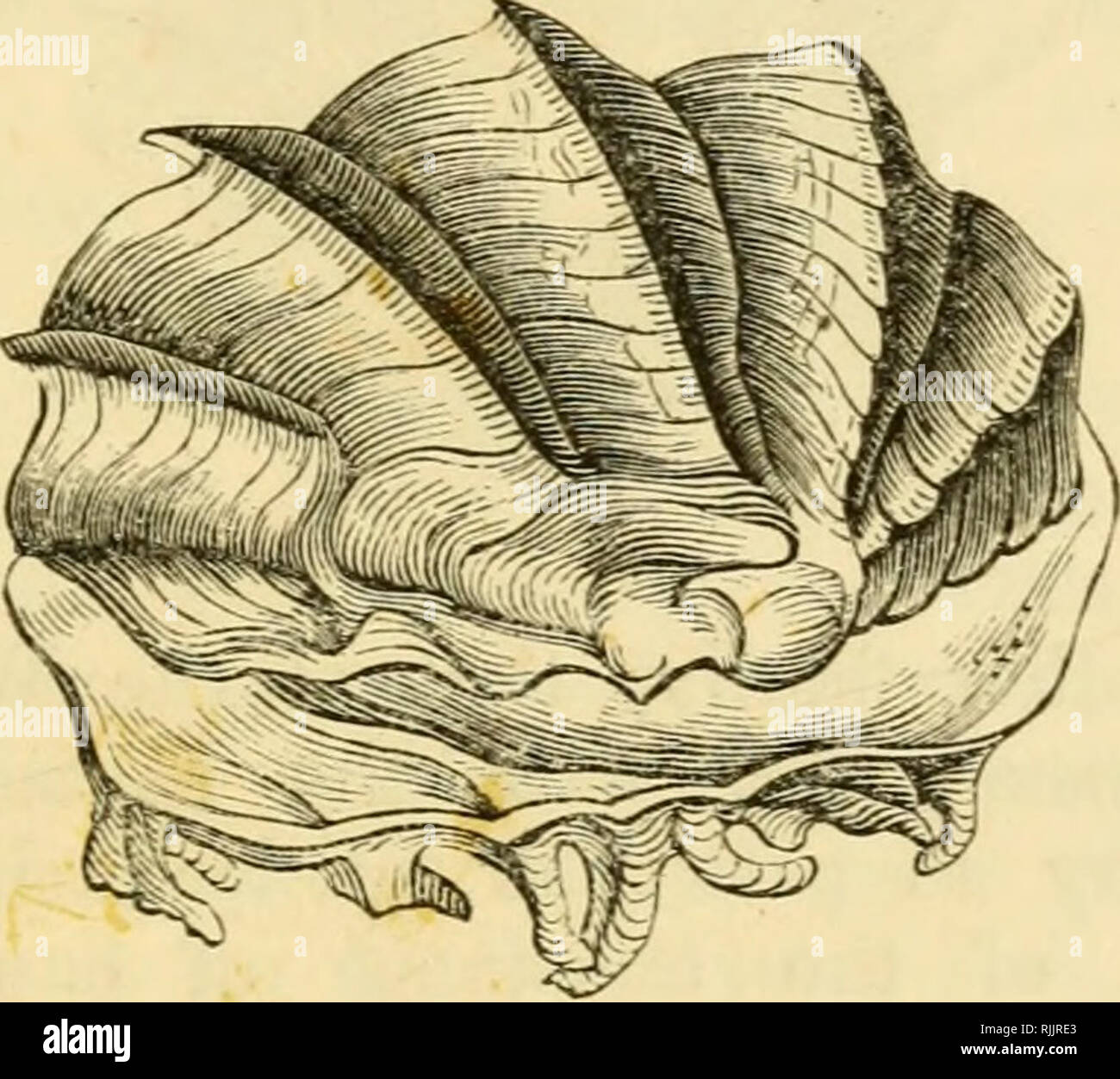 . Beautiful shells : their nature, structure, and uses familiarly ...