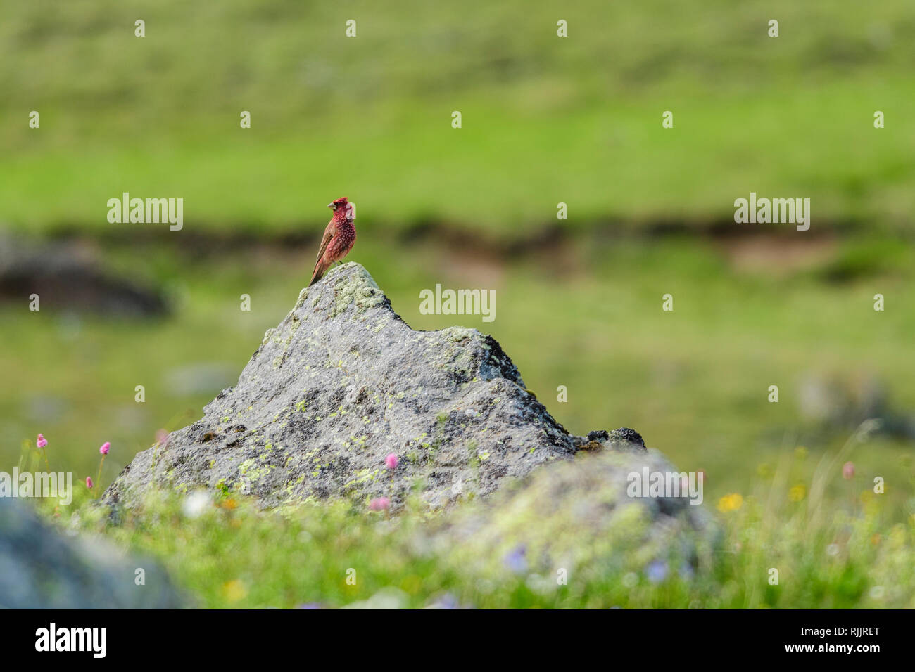 Male great rosefinch (Carpodacus rubicilla) near Mount Kazbek ...