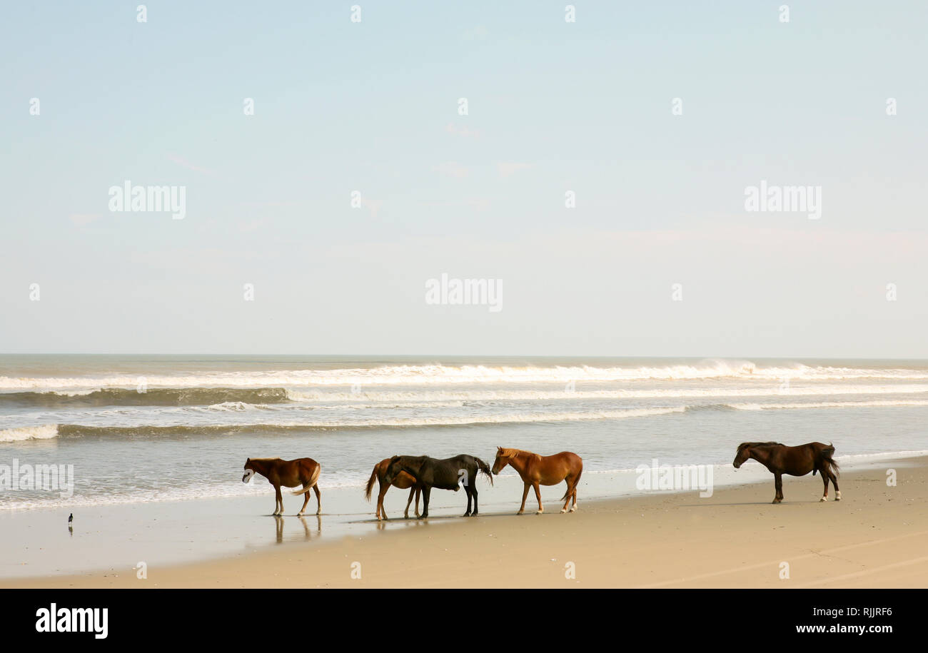 Wild mustangs or banker horses in Currituck National Wildlife Refuge ...