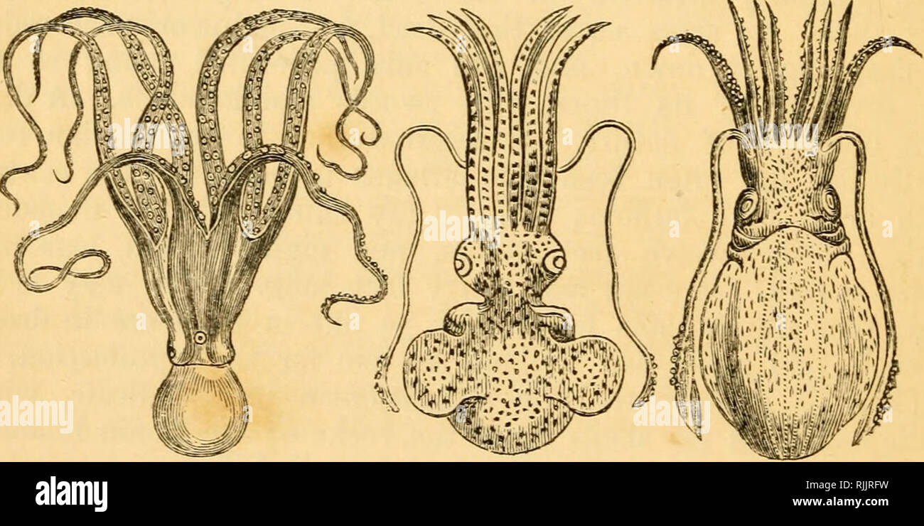 . Beautiful shells : their nature, structure, and uses familiarly ...