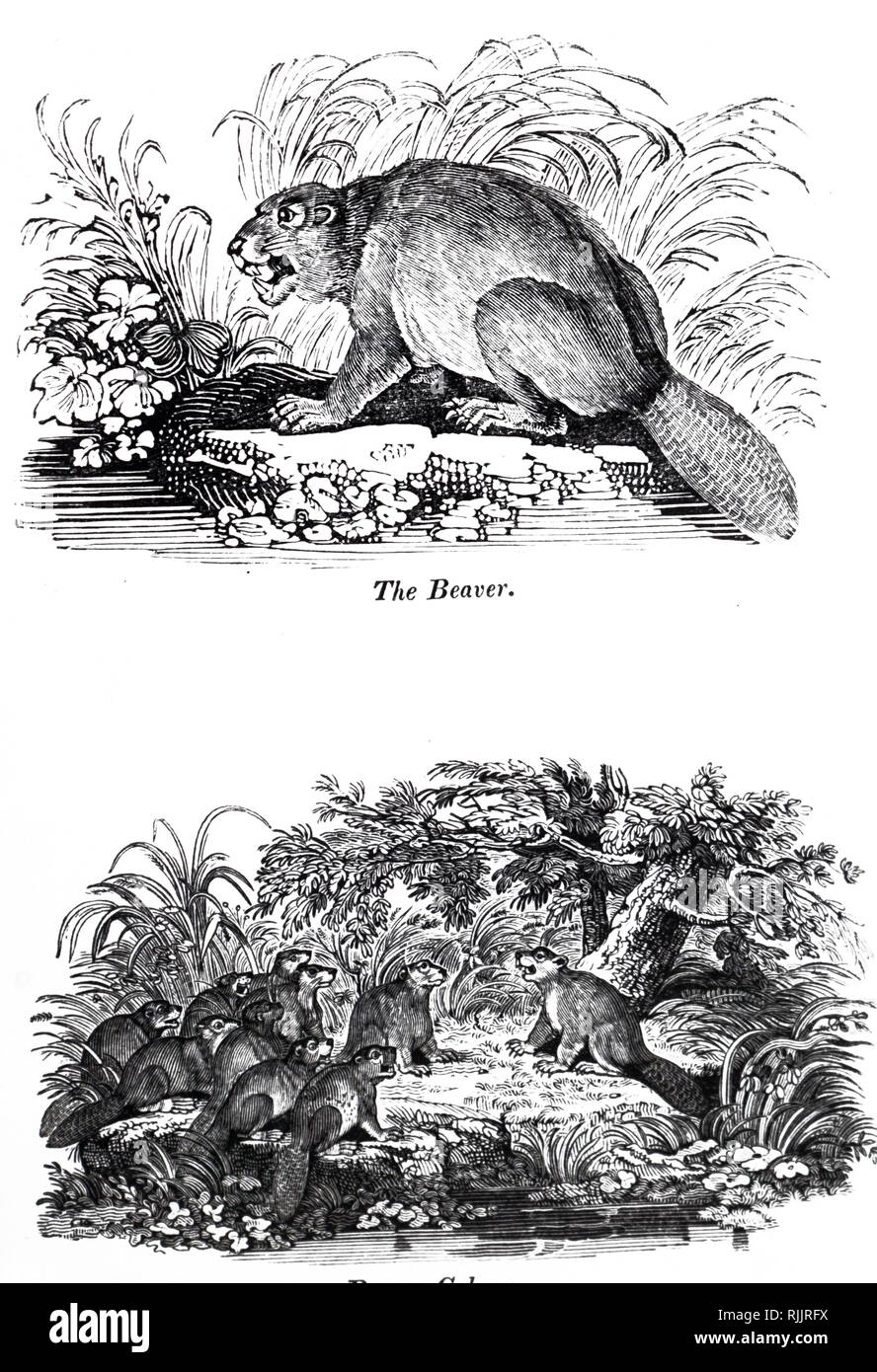 An engraving depicting a beaver. Dated 19th century Stock Photo - Alamy