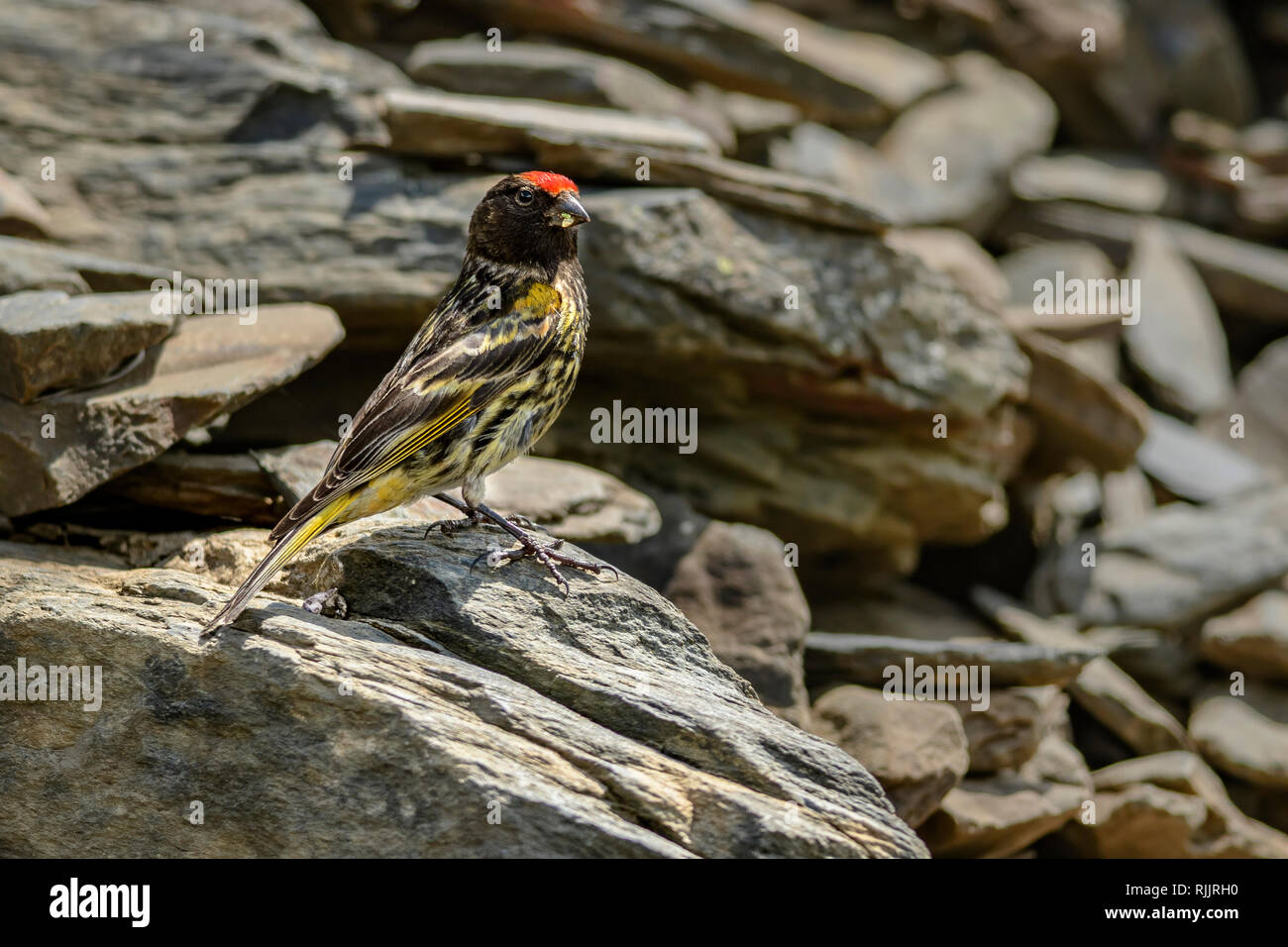 Red Fronted Serin High Resolution Stock Photography and Images - Alamy